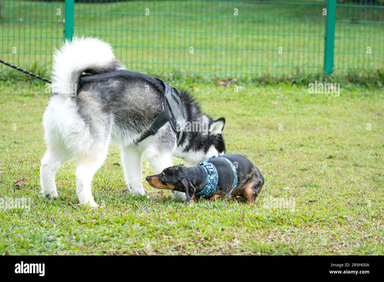 Two dogs, Siberian Husky and Dachshund, playing in the field. Dog ...