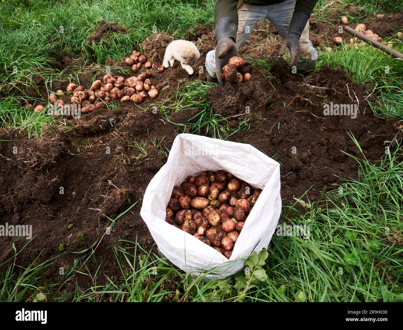 Rural Agriculture: A Look at the Potato Farm Industry Stock Photo - Alamy