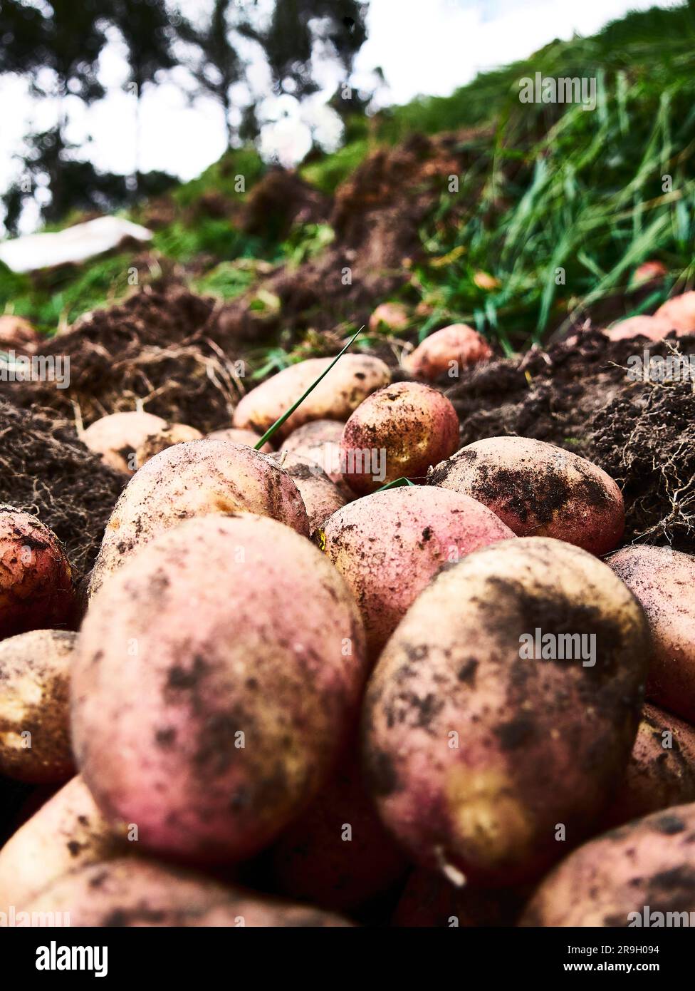 Rural Agriculture: A Look at the Potato Farm Industry Stock Photo - Alamy