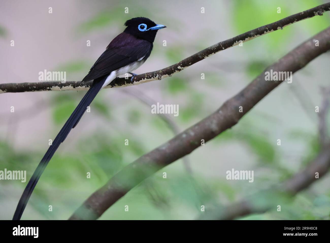 Japanese paradise flycatcher hi-res stock photography and images - Alamy