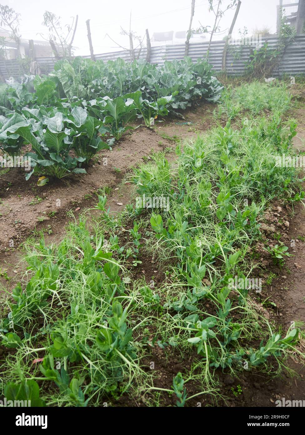 Rural Agriculture: A Look at the vegetables Farm Industry Stock Photo ...