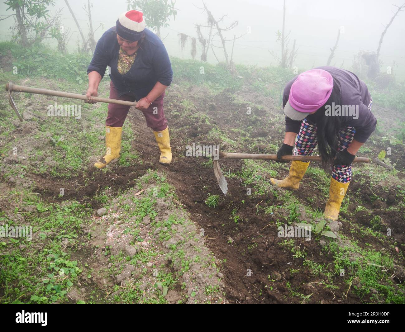 Rural Agriculture: A Look at the vegetables Farm Industry Stock Photo ...