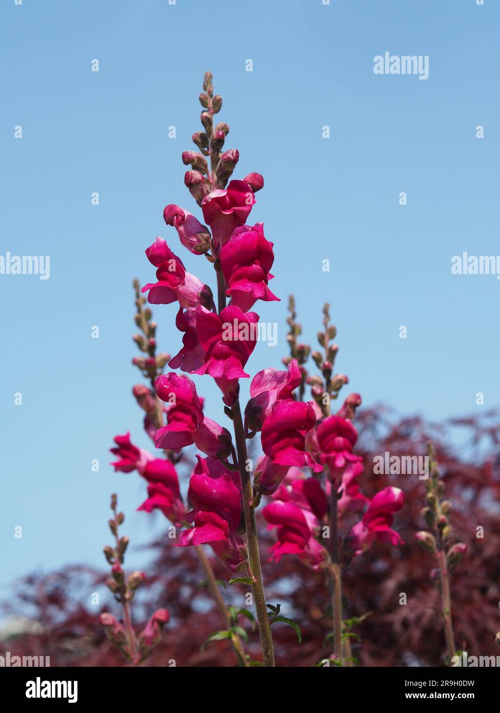 Very dark pink hi-res stock photography and images - Alamy