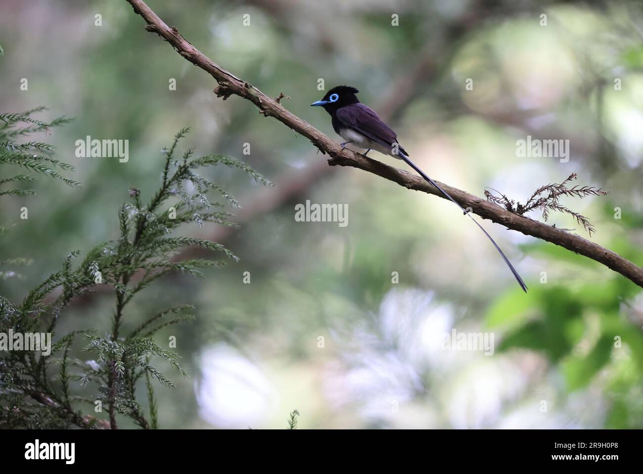 Japanese Paradise Flycatcher (Terpsiphone atrocaudata) in Japan Stock ...