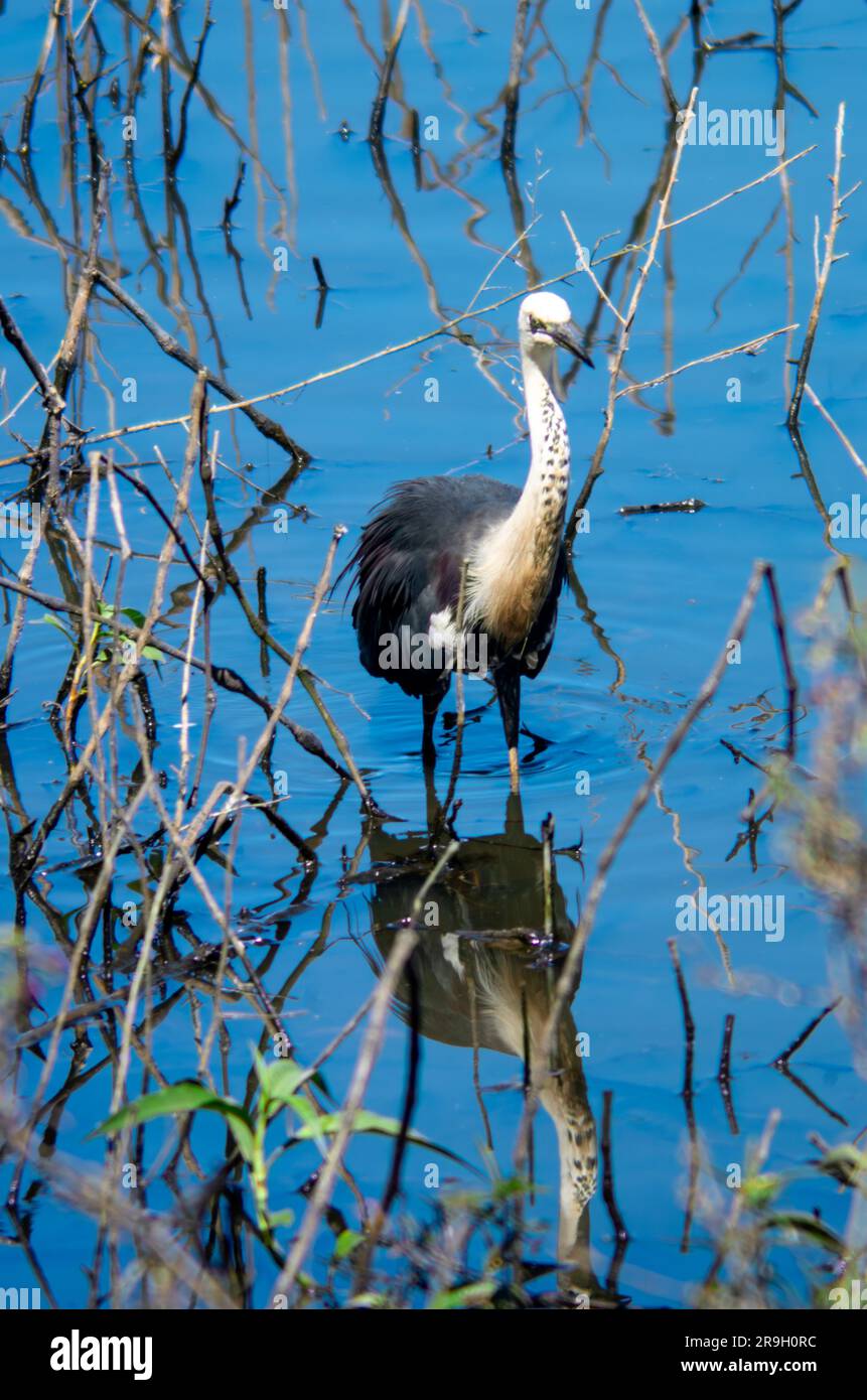 White-necked Heron, Ardea pacifica Stock Photo - Alamy