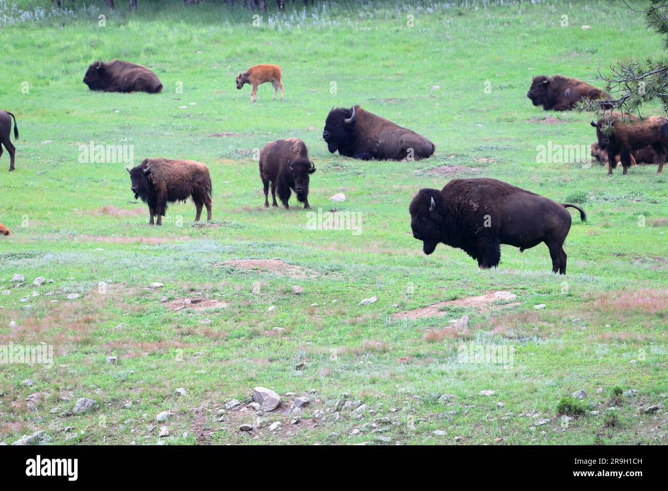 The american bison bison bison is a bovine mammal hi-res stock ...
