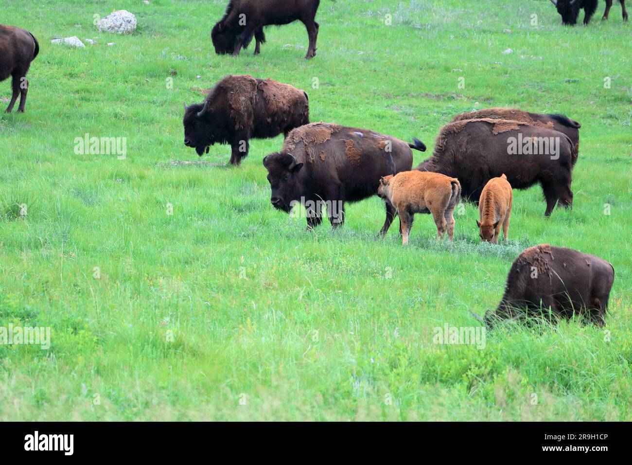 A Bison Herd Stock Photo - Alamy