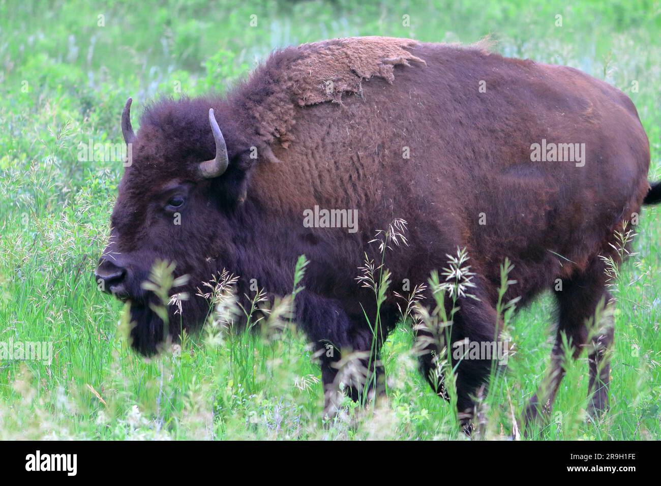 Wild bison on grazing hi-res stock photography and images - Alamy