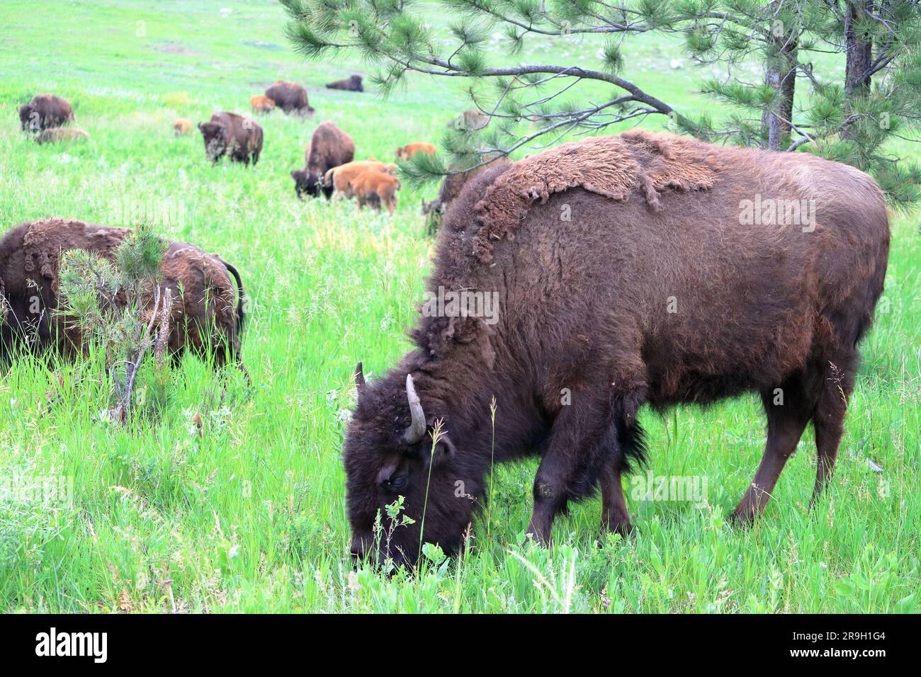 The american bison bison bison is a bovine mammal hi-res stock ...