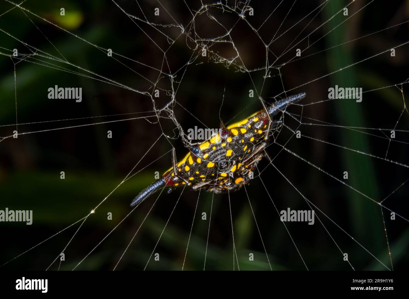 Jeweled spider hi-res stock photography and images - Alamy