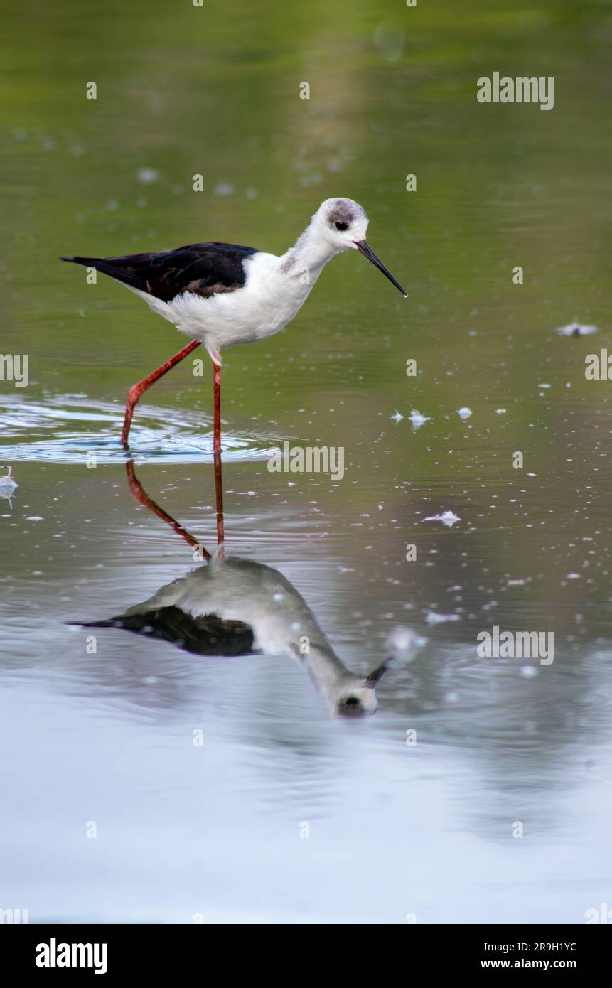 Pied Stilt, white-headed stilt, Himantopus leucocephalus, juvenile ...
