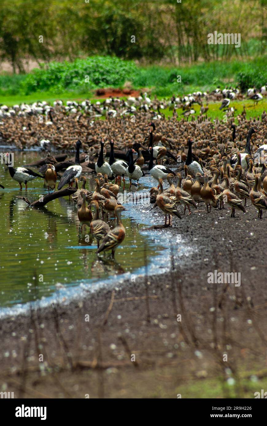 Mangrove swamp northern queensland australia hi-res stock photography ...