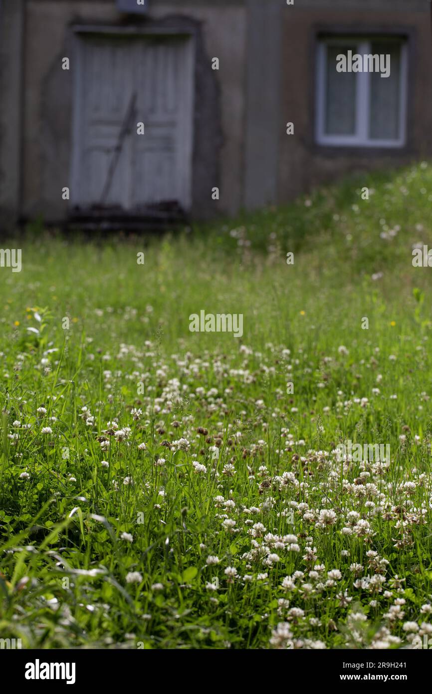 Abandoned rural house, yard overgrown with grass. An old house without ...