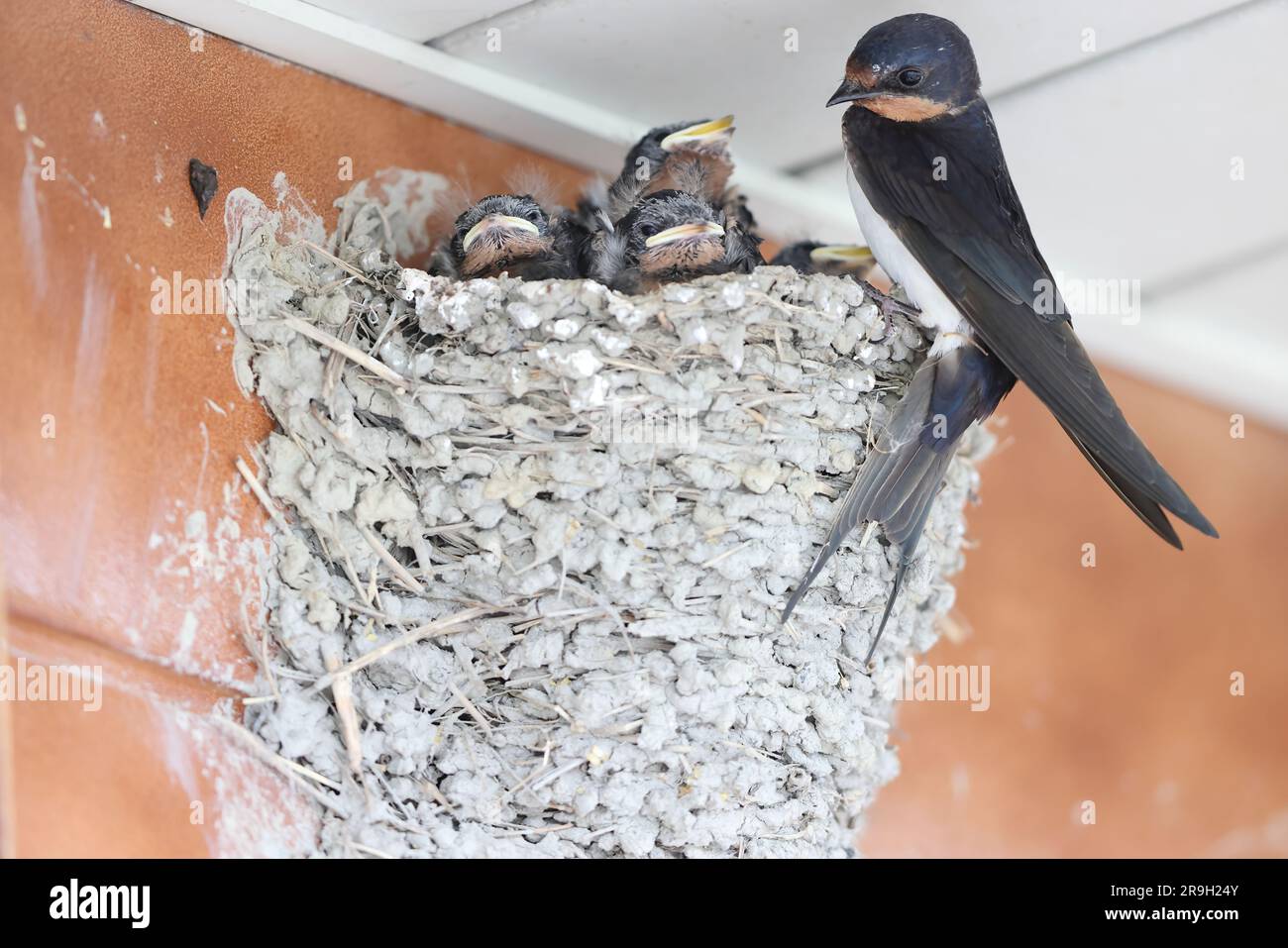 Barn swallow (Hirundo rustica gutturalis) nesting in Japan Stock Photo - Alamy