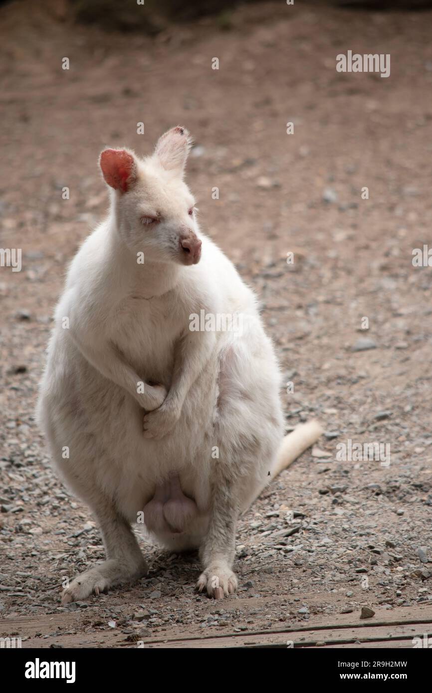 the albino wallaby is all white with a pink nose and ears Stock Photo ...