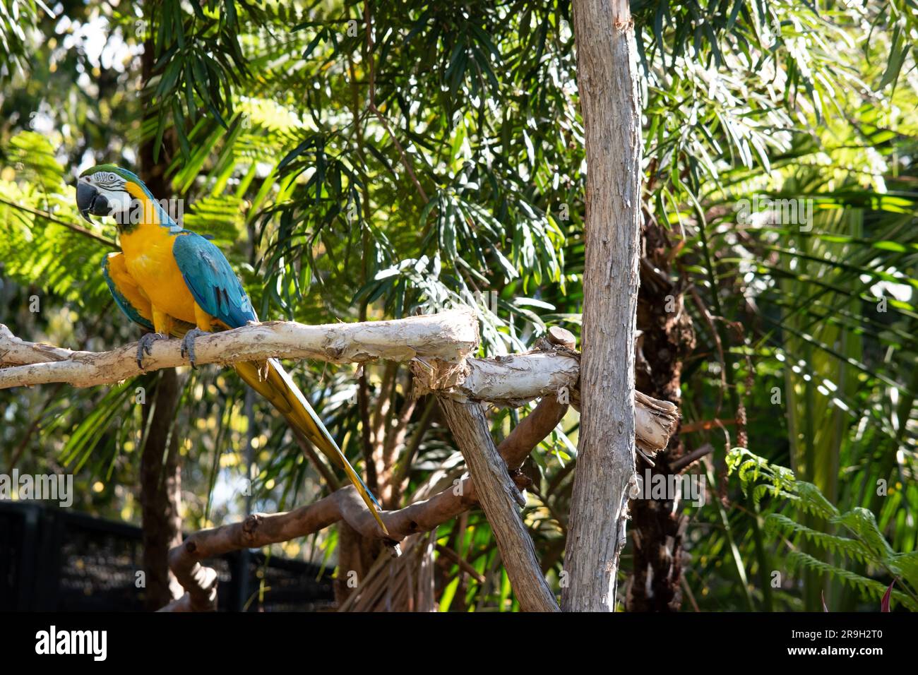 the Back and upper tail feathers of the blue and gold macaw are ...
