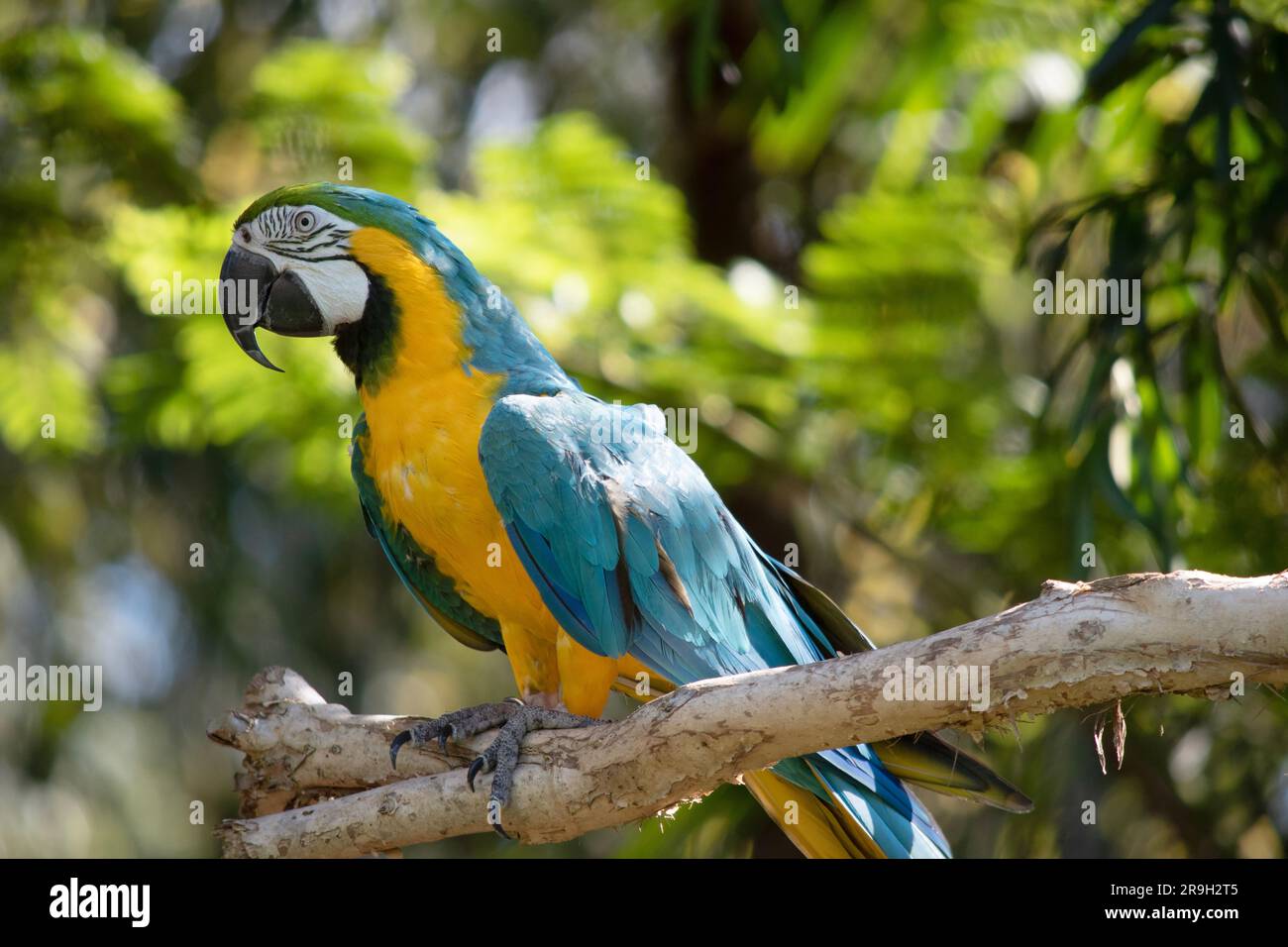 the Back and upper tail feathers of the blue and gold macaw are ...