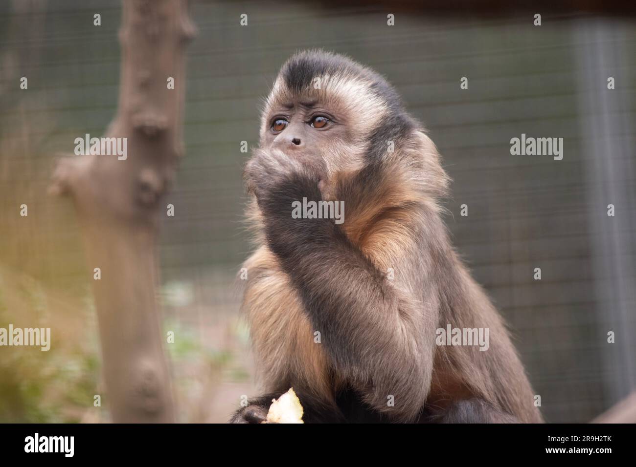 The brown capuchin has brown, thick fur with a dark wedge on the ...