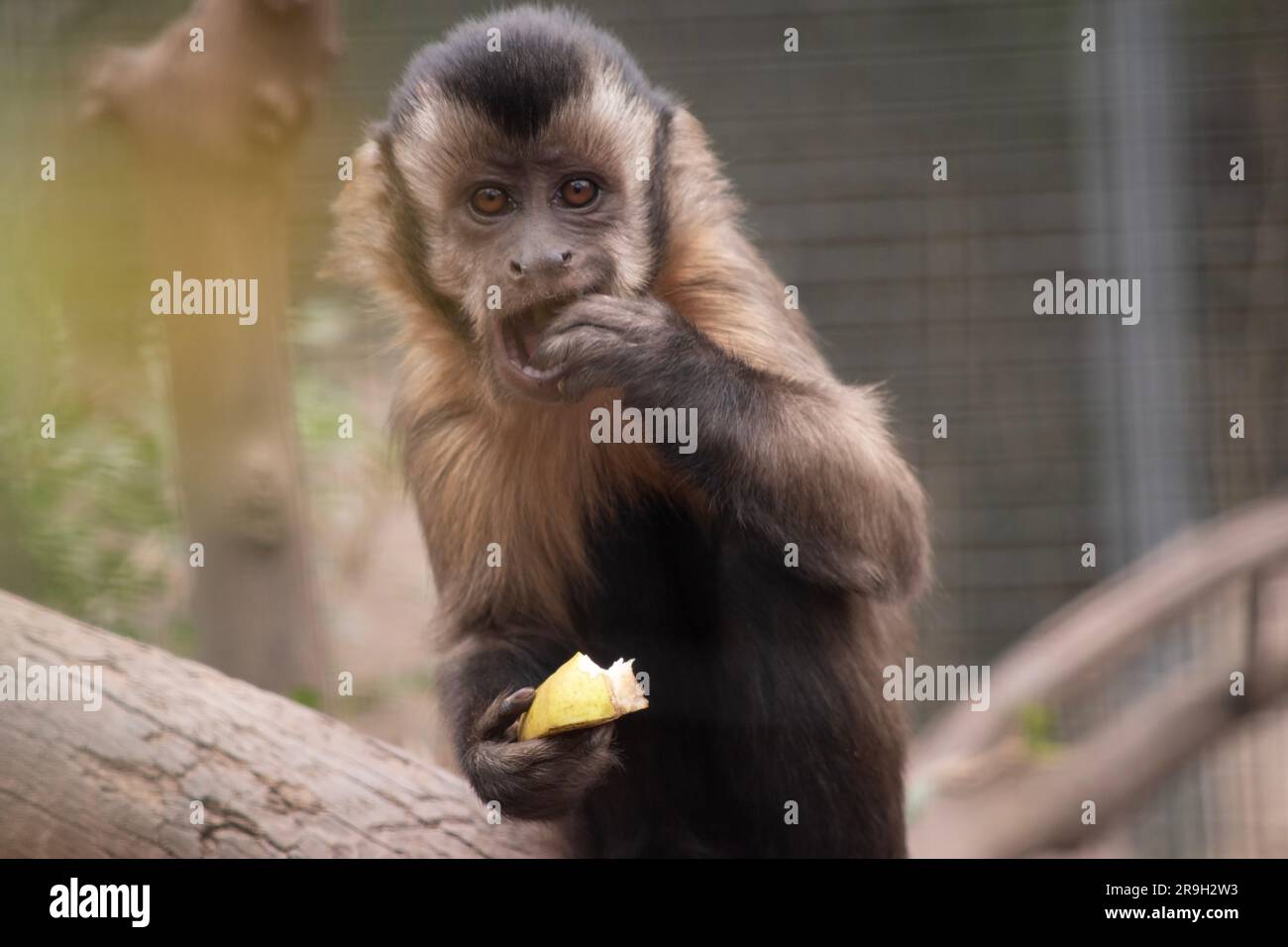 The brown capuchin has brown, thick fur with a dark wedge on the ...