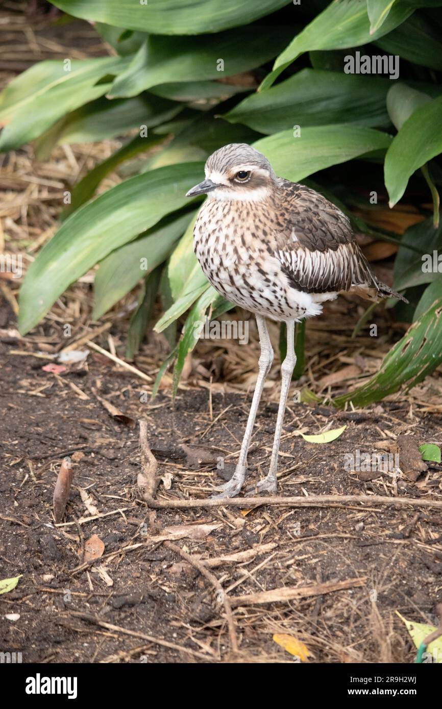 The bush stone curlew has grey-brown feathers with black streaks, a ...