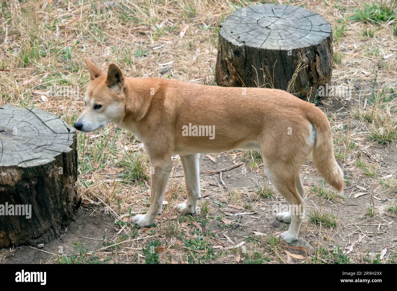 Lean wolf hi-res stock photography and images - Alamy