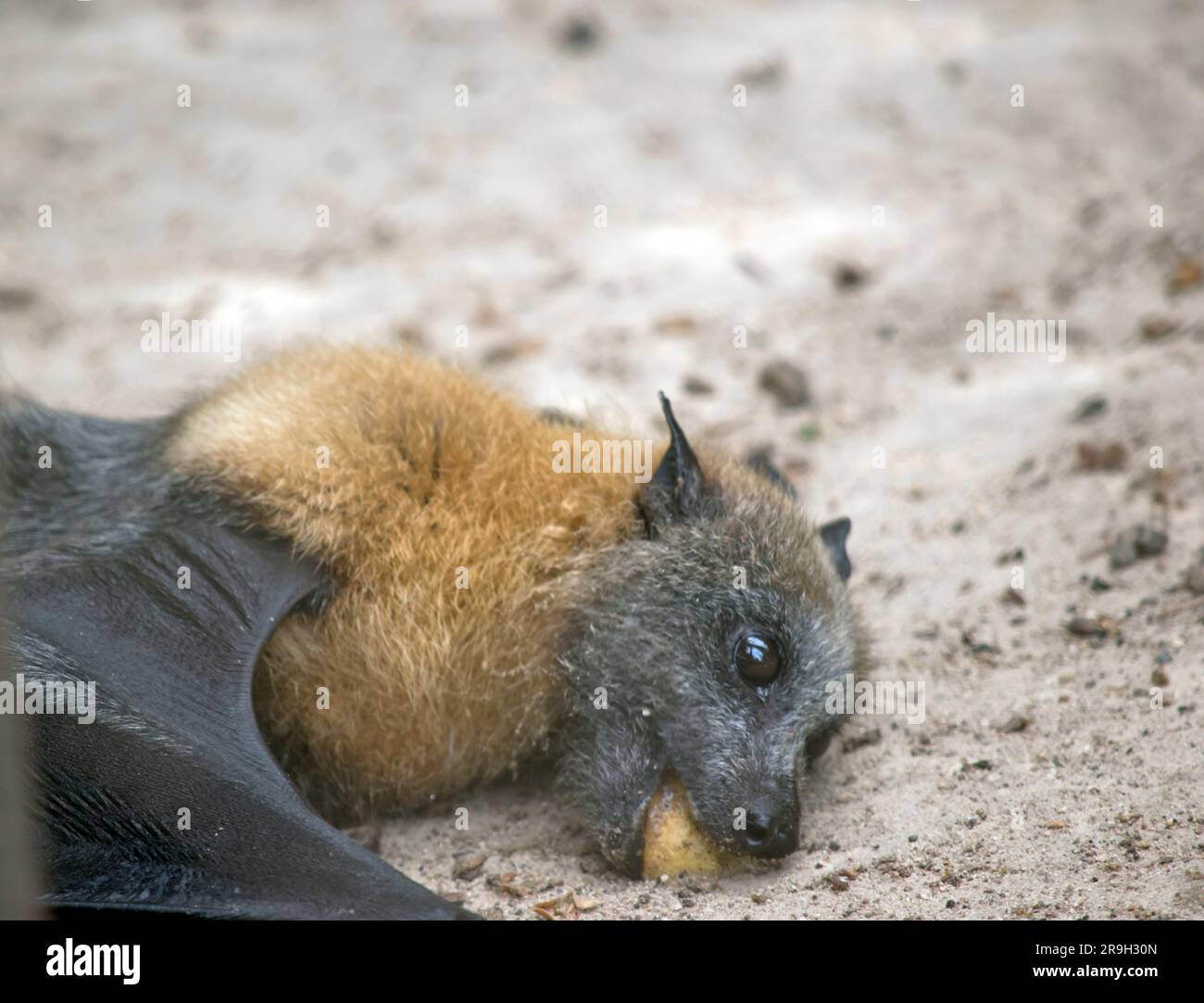 the fruit bat has a woolly fur golden colored on the head, neck ...