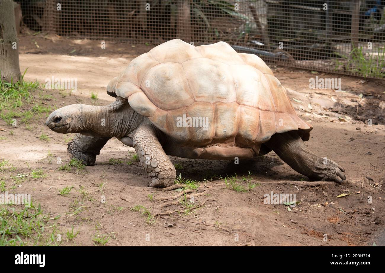 Black giant tortoise hi-res stock photography and images - Alamy
