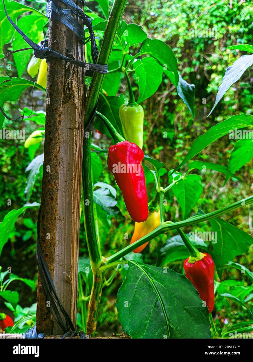 A plant with red and yellow peppers hanging from a tree. green ...
