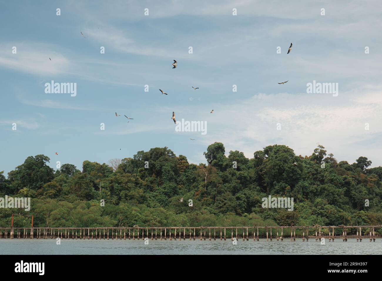 Eagles soaring high Stock Photo - Alamy