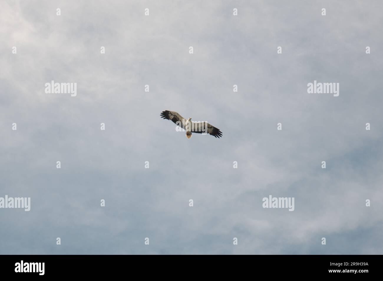 An Eagle soaring high Stock Photo - Alamy