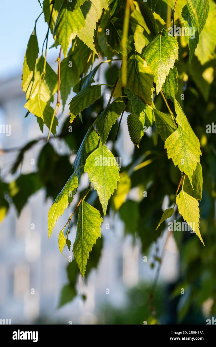 Birch seeds hi-res stock photography and images - Alamy