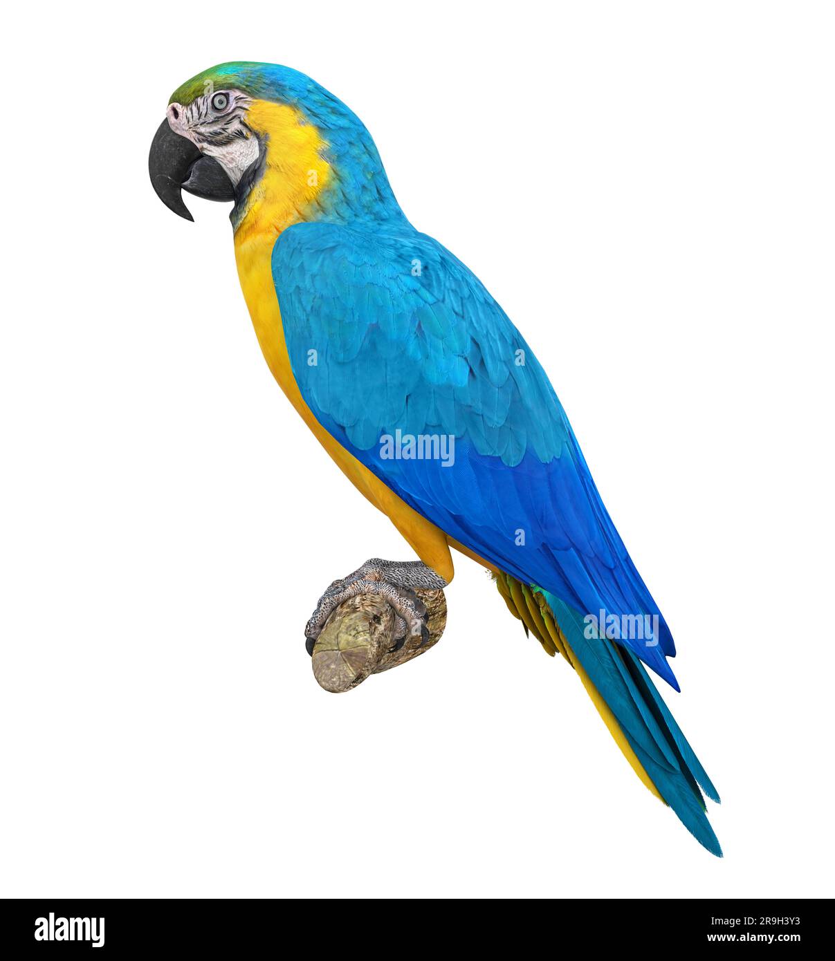 Yellow and blue nature Cut Out Stock Images & Pictures - Alamy