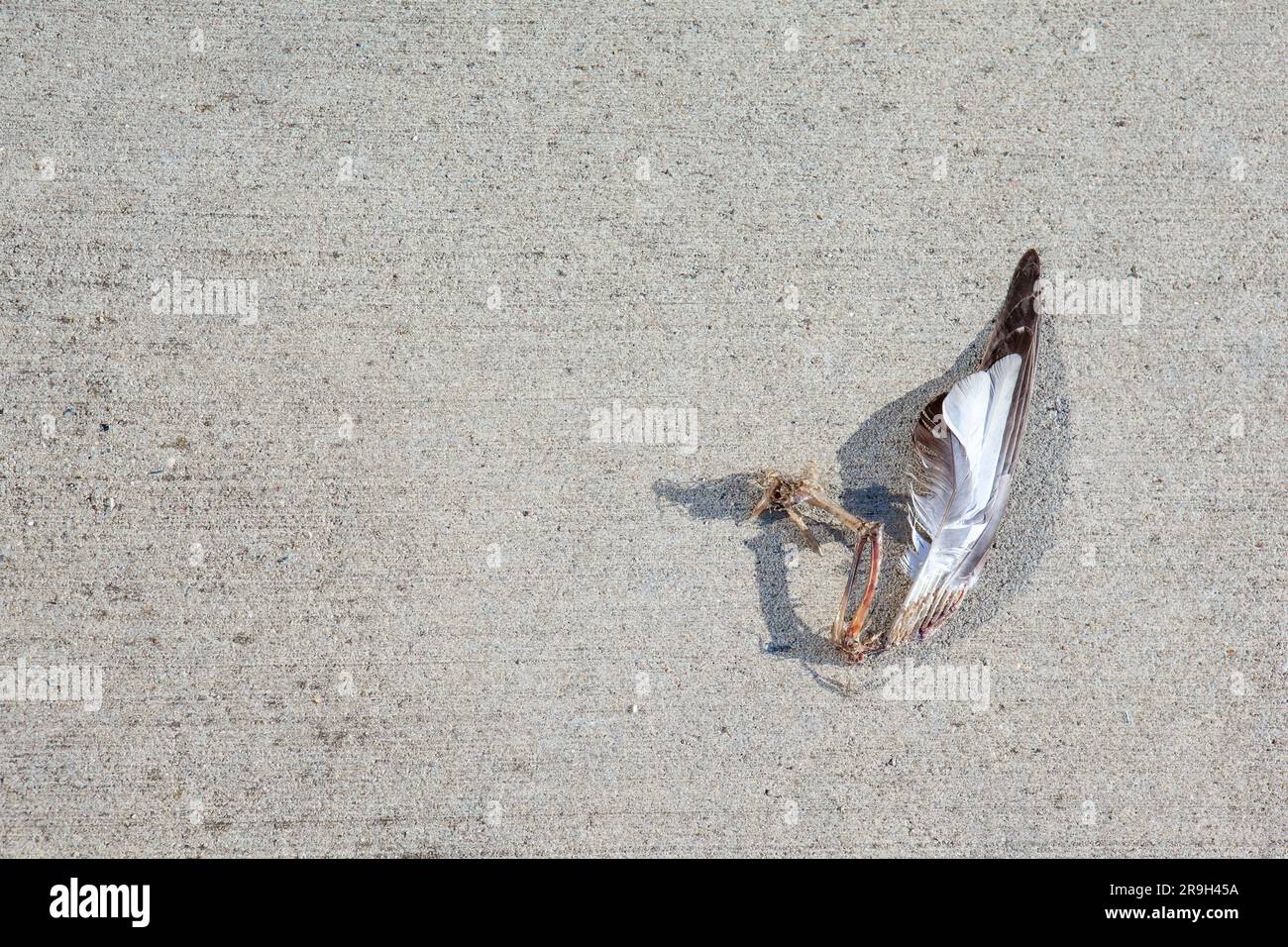 on a concrete road there lies half a pigeon's wing Stock Photo - Alamy