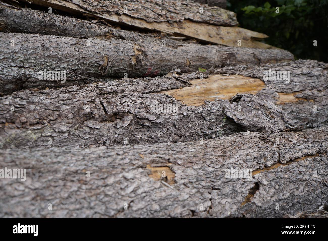 Tree bark is bark and bast and protects the tree from enemies Stock ...