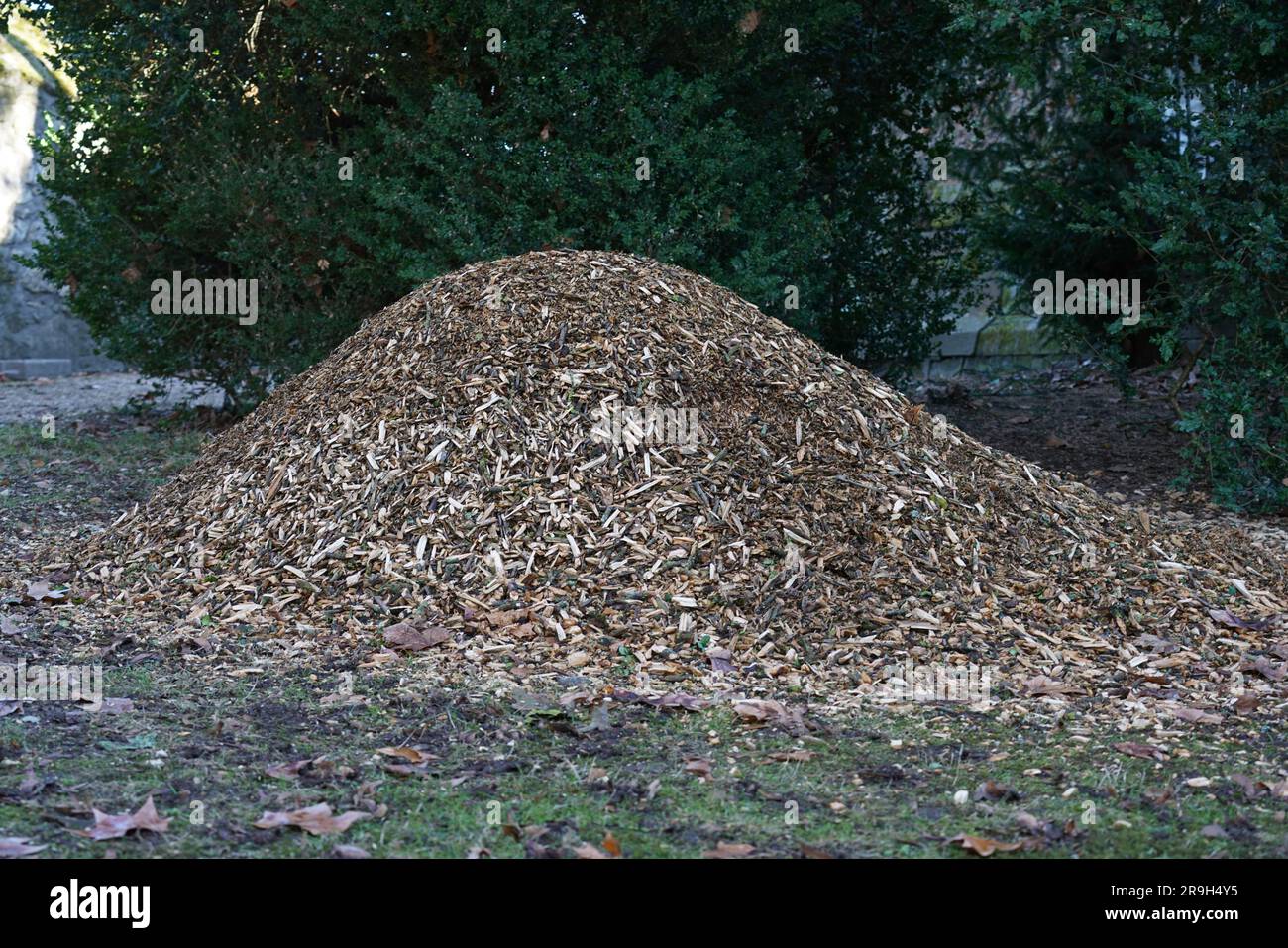 Tree bark is bark and bast and protects the tree from enemies Stock ...