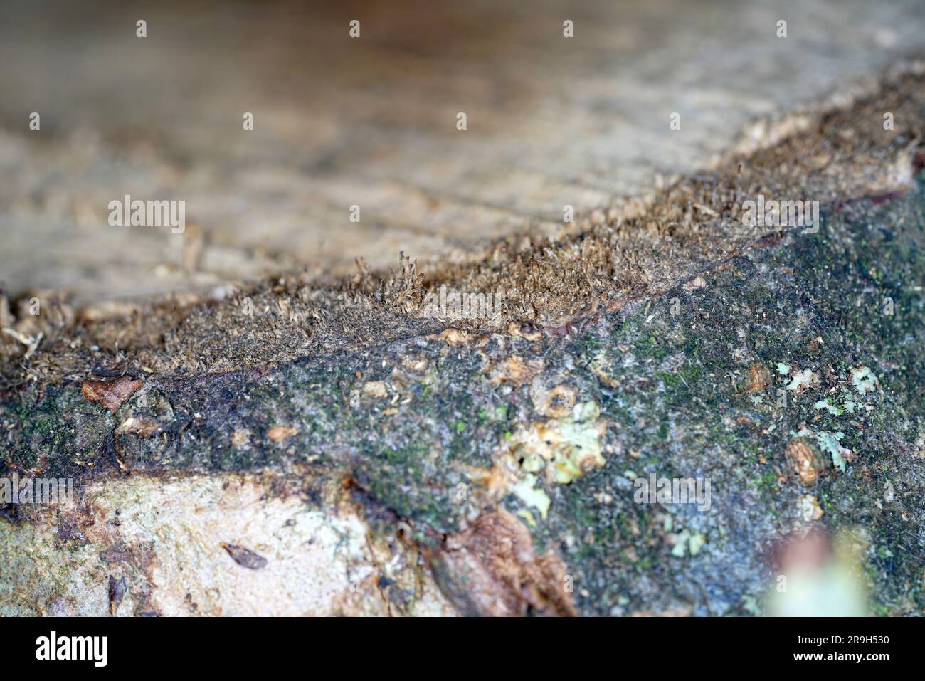 Tree bark is bark and bast and protects the tree from enemies Stock ...