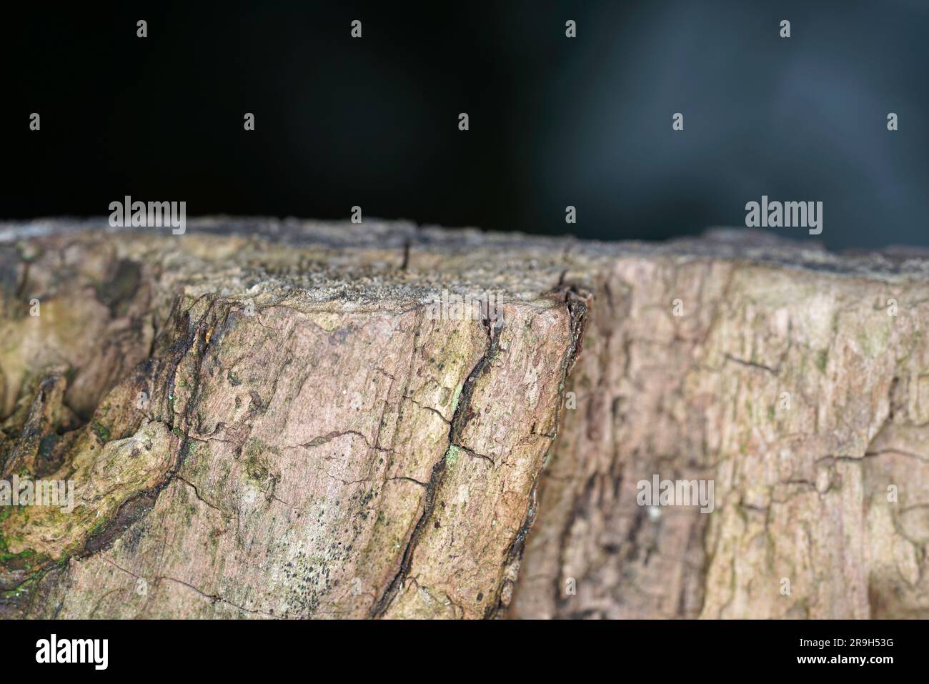 Tree bark is bark and bast and protects the tree from enemies Stock ...