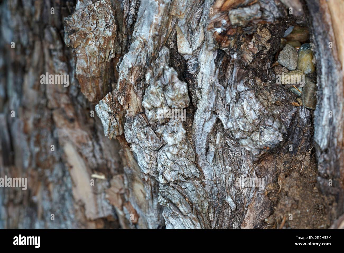 Tree bark is bark and bast and protects the tree from enemies Stock ...