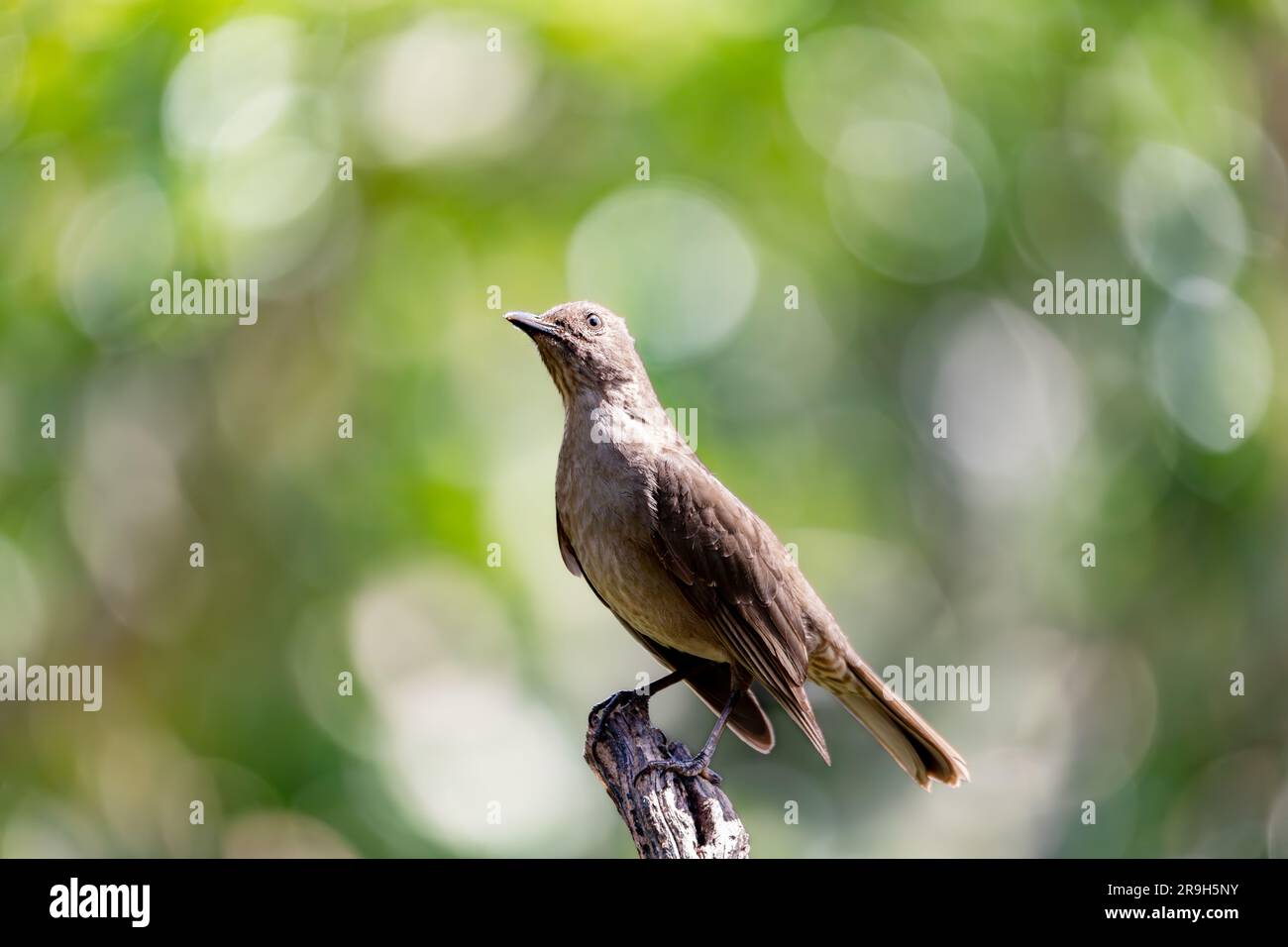Bird Clay-colored Thrush, Turdus grayi , looking for food on ground, La ...