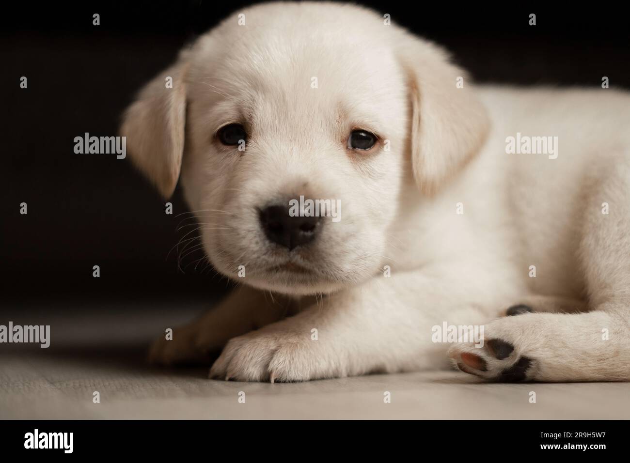 white labrador puppy sitting on the wooden floor of the house Stock ...