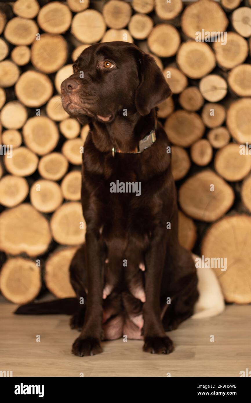 adult brown labrador sitting on the floor in the studio on a wooden ...
