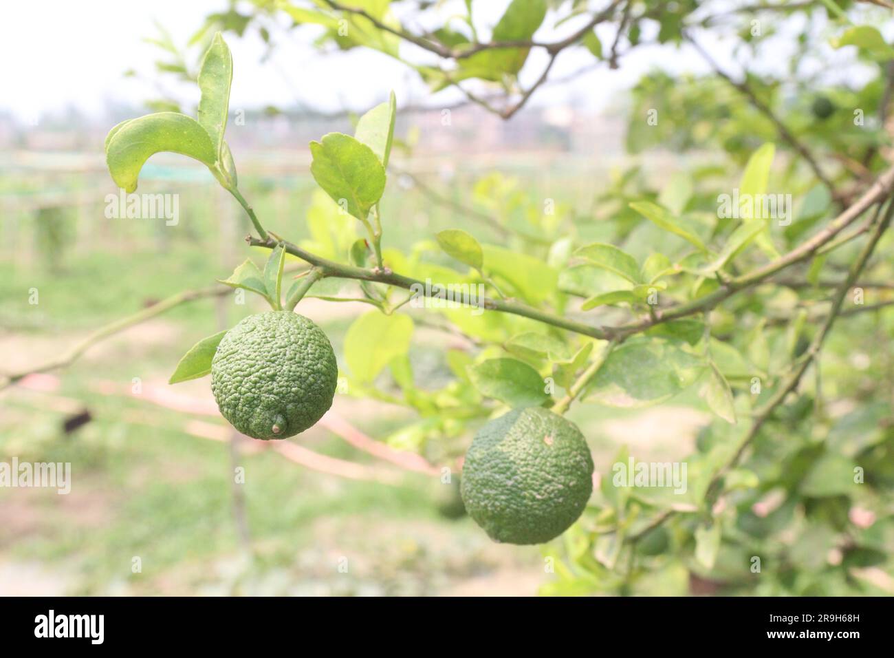 citrus on tree in farm for harvest are cash crops Stock Photo - Alamy