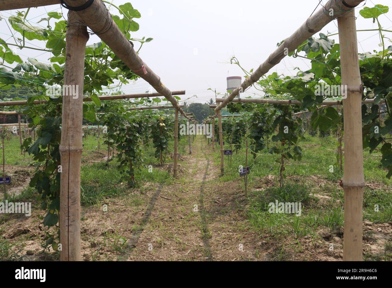 Healthy Snake Gourd on tree in farm for harvest are cash crops Stock ...
