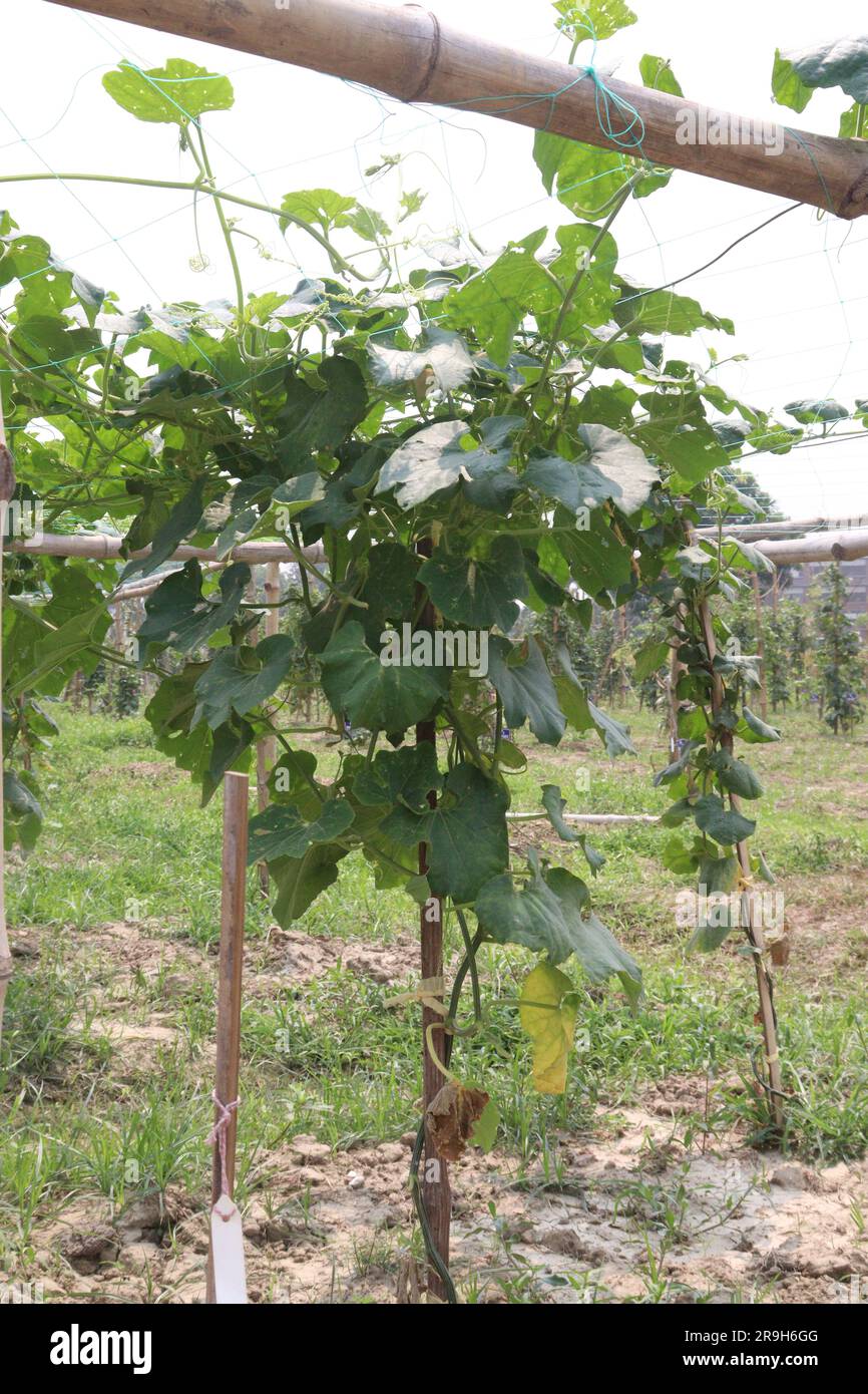 Healthy Snake Gourd on tree in farm for harvest are cash crops Stock ...