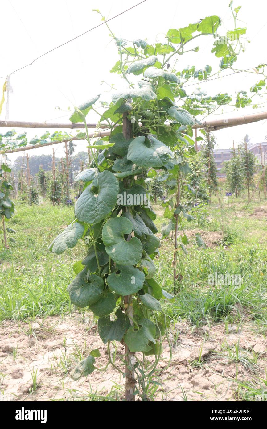 Healthy Snake Gourd on tree in farm for harvest are cash crops Stock ...
