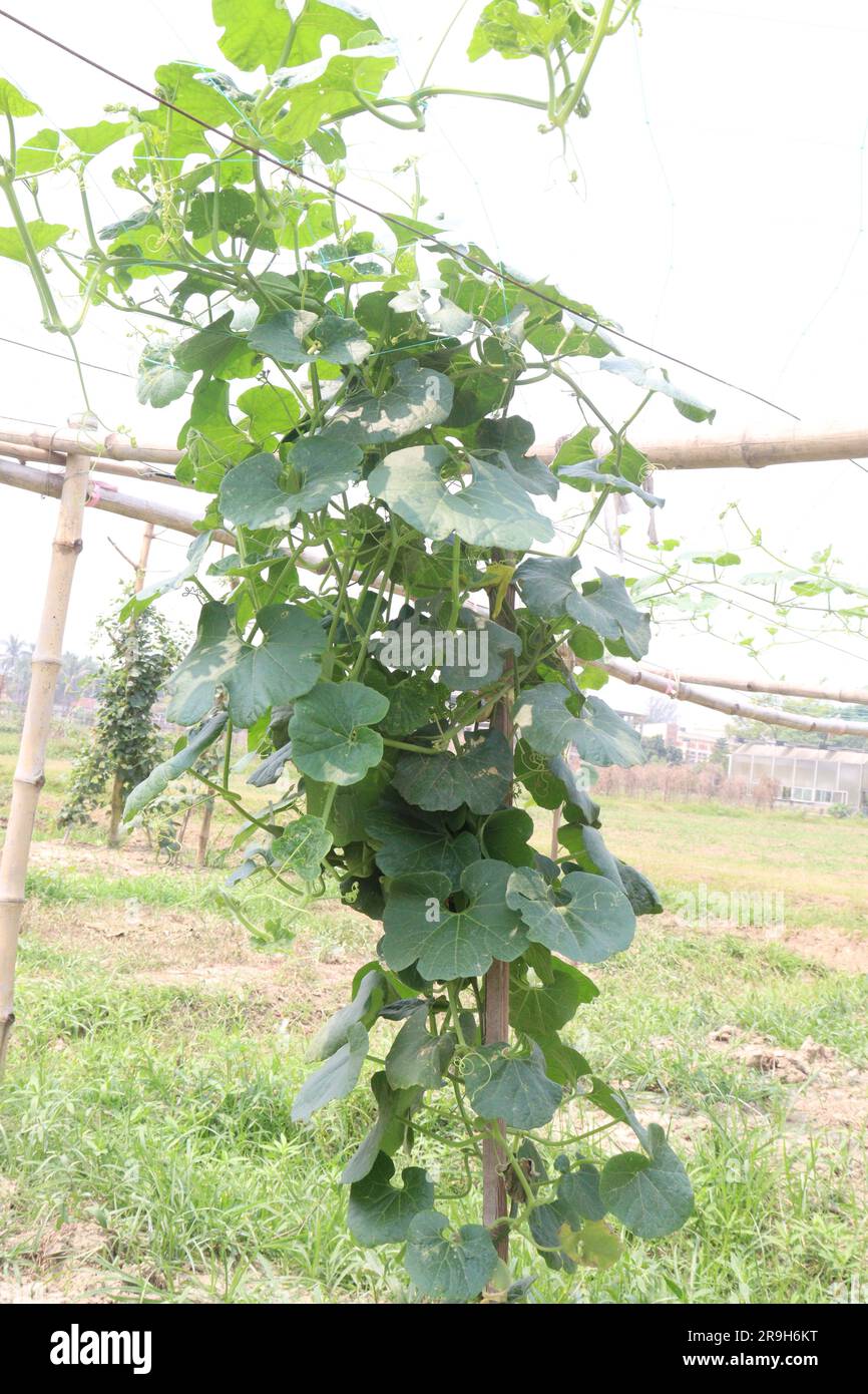 Healthy Snake Gourd on tree in farm for harvest are cash crops Stock ...