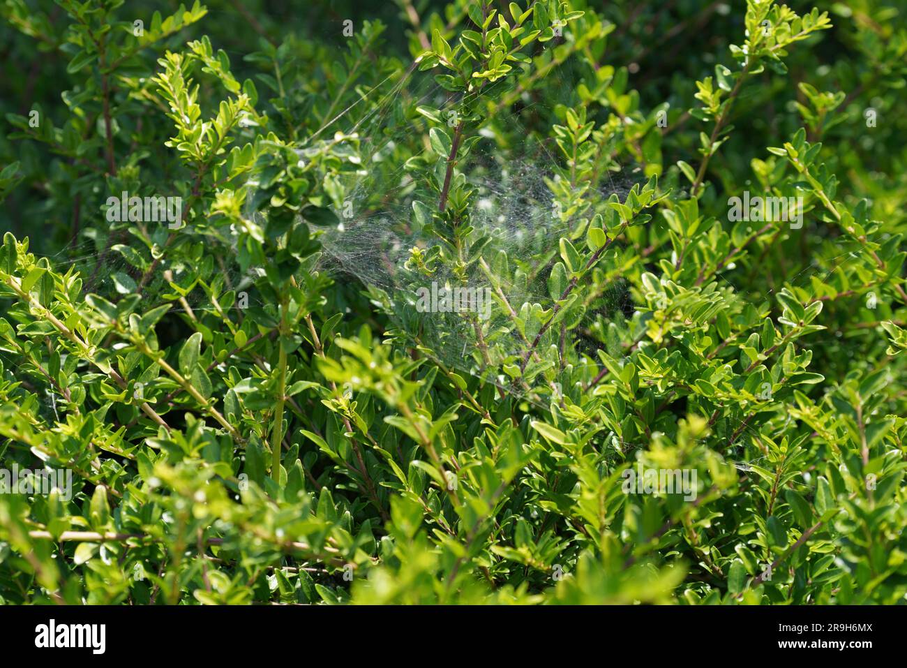 flower photographed in the local garden in Bavaria Stock Photo - Alamy