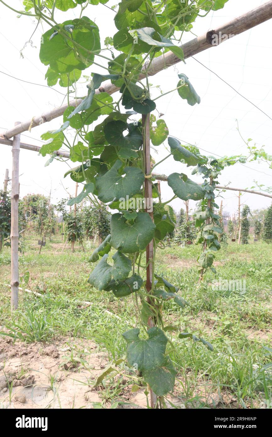 Healthy Snake Gourd on tree in farm for harvest are cash crops Stock ...