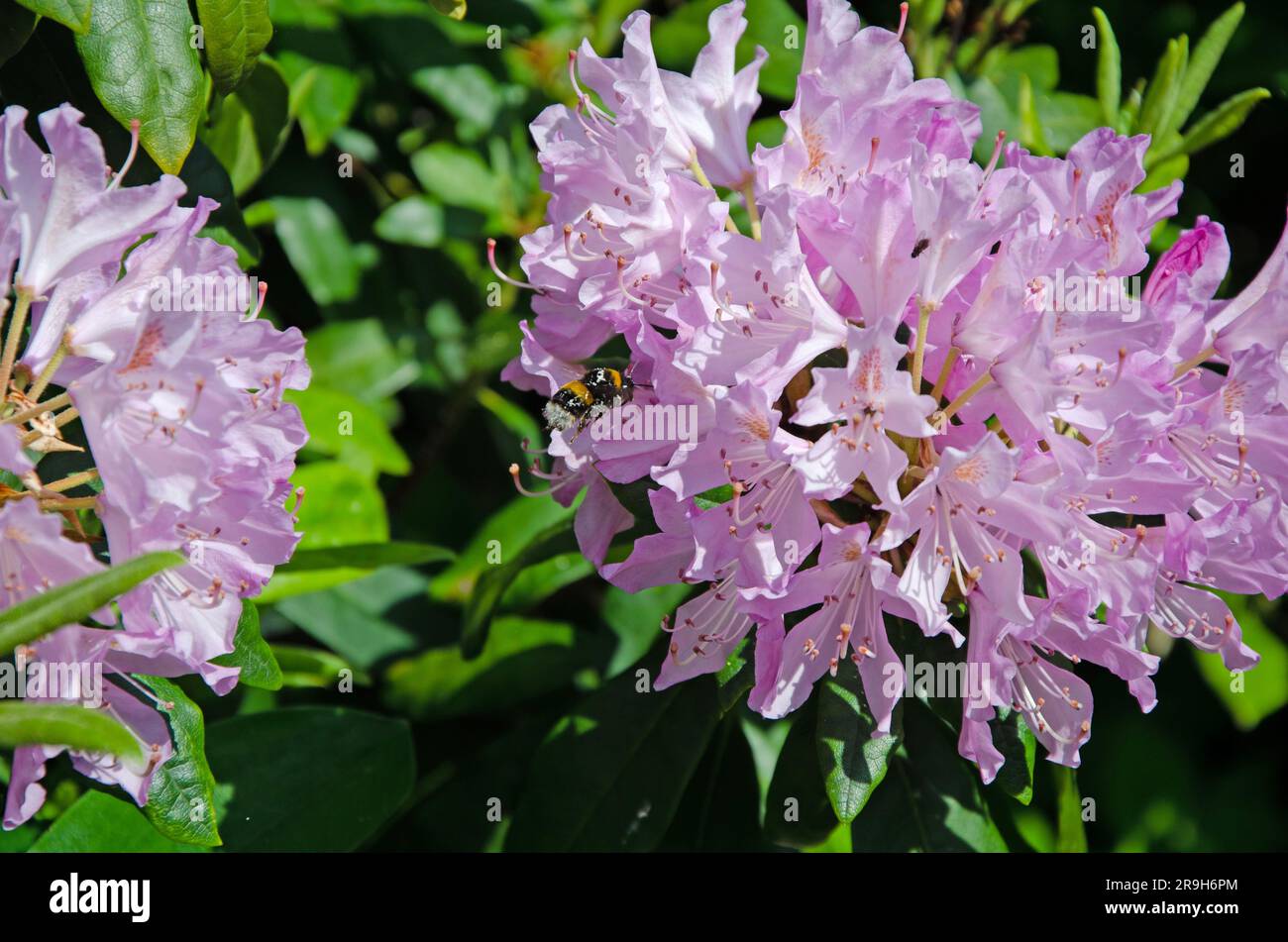 Flowers of pacific rhododendron close up image. Rhododendron ...