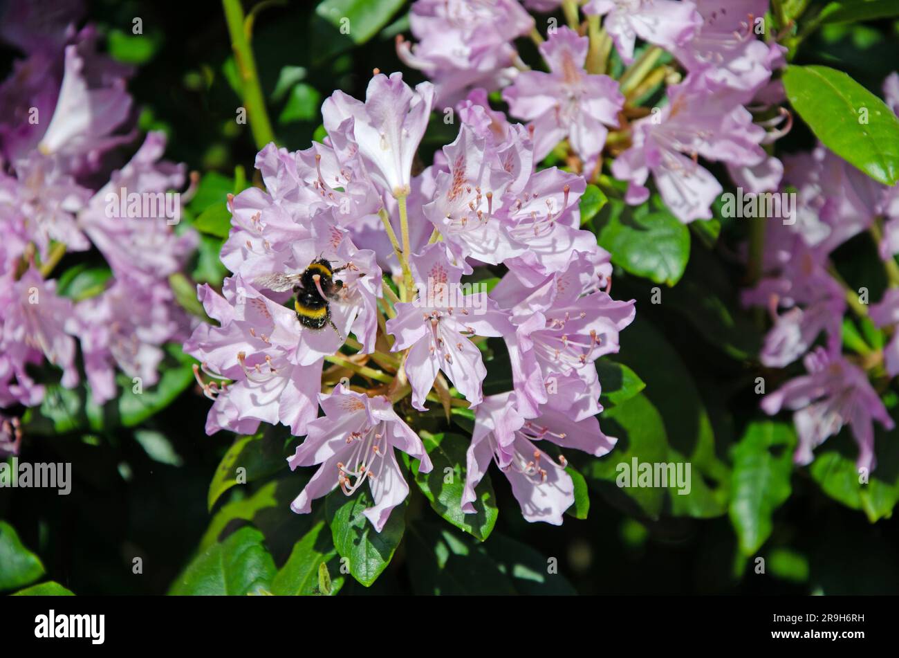 Flowers of pacific rhododendron close up macro image. Rhododendron ...